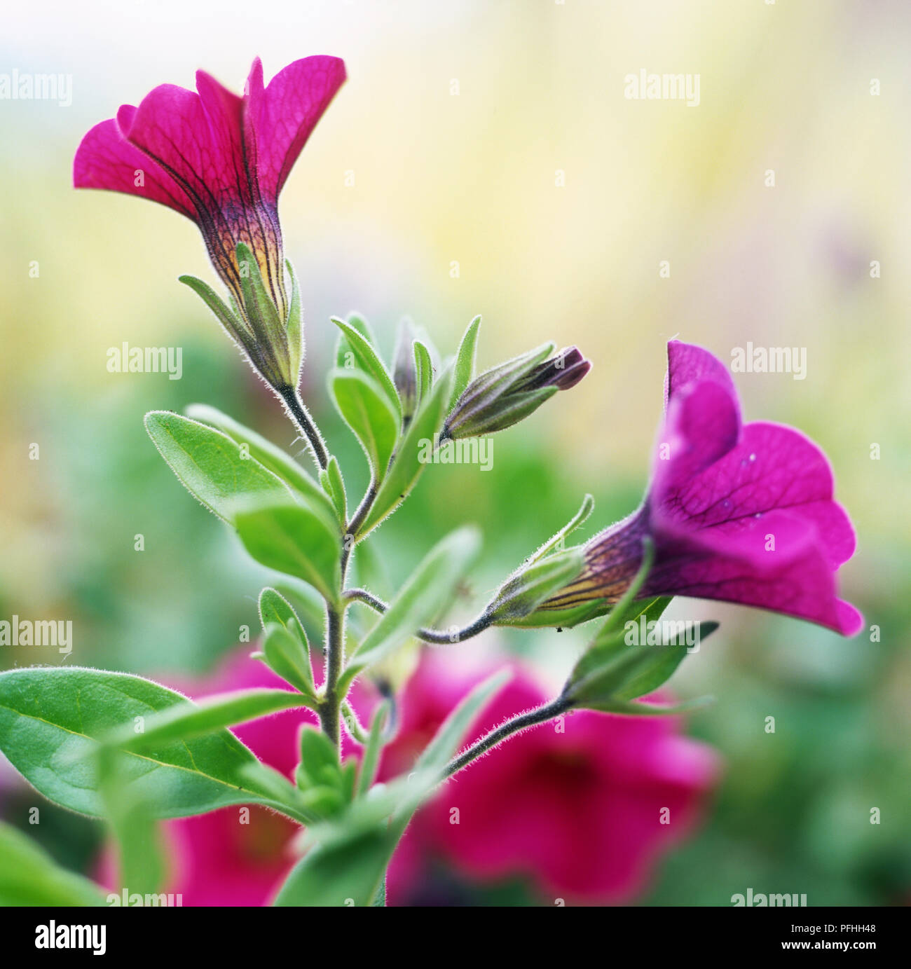 Calibrachoa Million Bells Cherry = 'Sunbelchipi' (PBR) (Million Bells ...