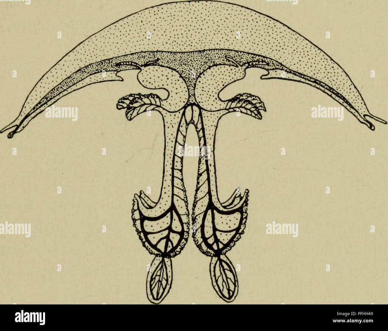 This Danish guide to the fauna of Denmark provides illustrations and ...