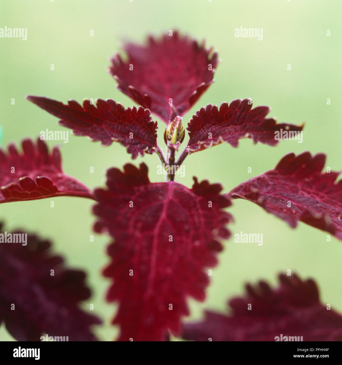 Solenostemon 'Juliet Quartermain', strikingly rich ruby foliage with ...
