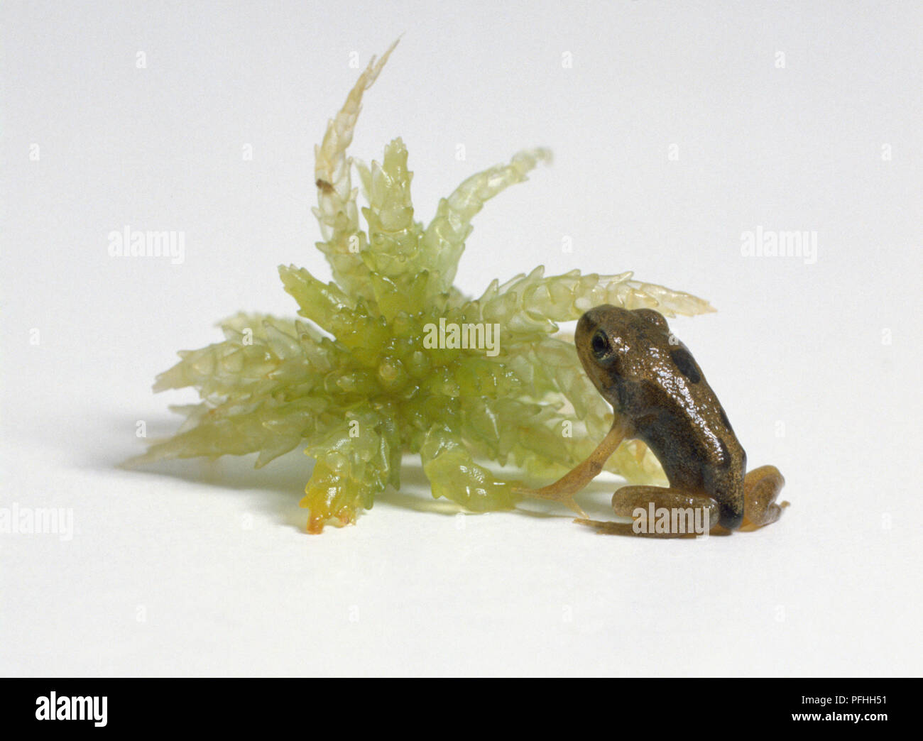 Juvenile frog crouching by green plant, shiny moist dark greenish brown ...