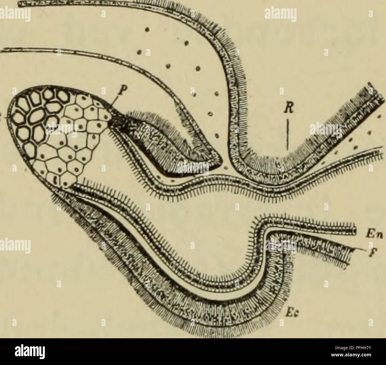 This illustrated guide to Denmark's fauna describes the anatomy and ...