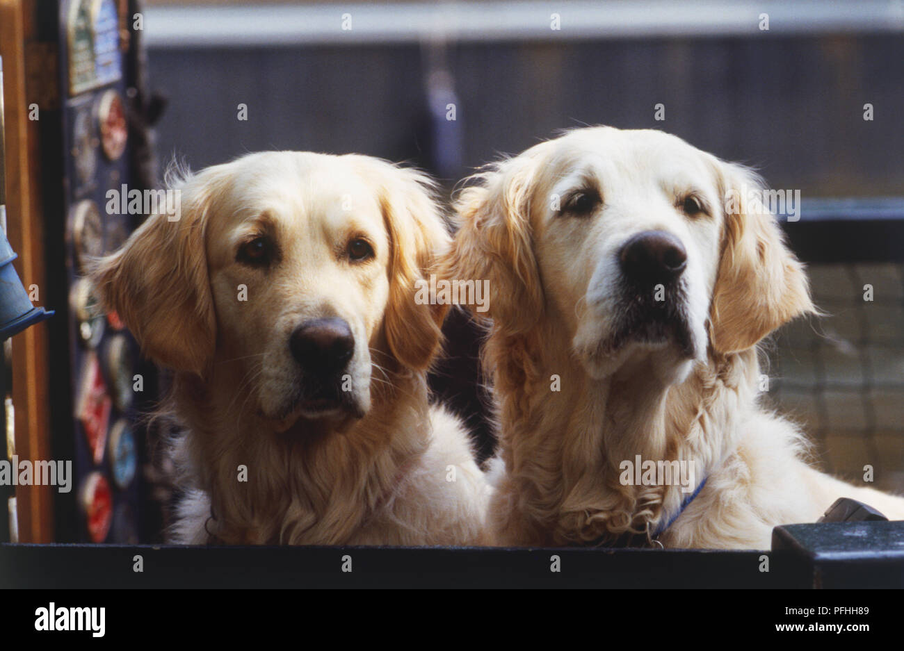Two golden hi-res stock photography and images - Alamy