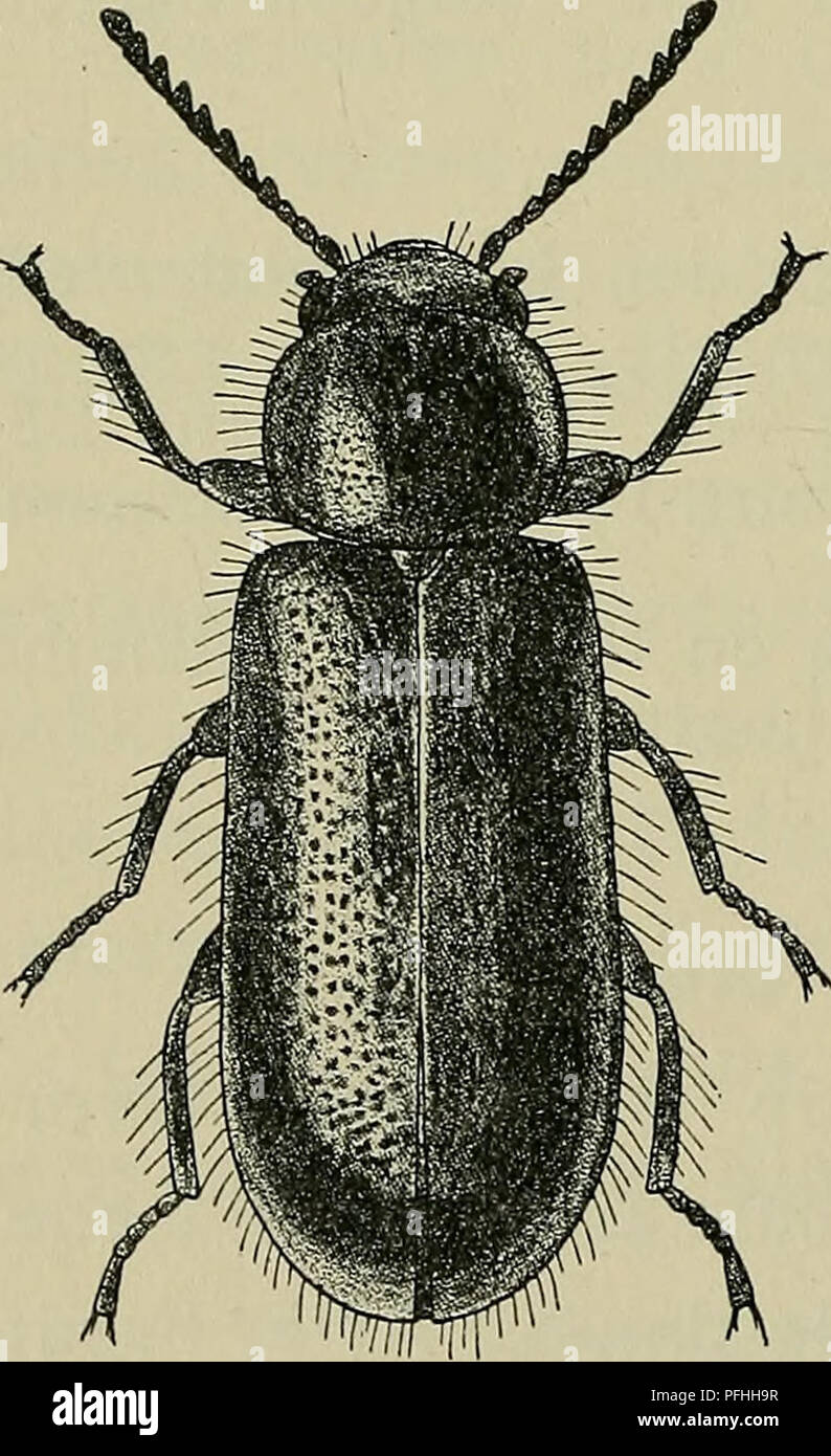 This Danish fauna handbook offers detailed descriptions of various ...