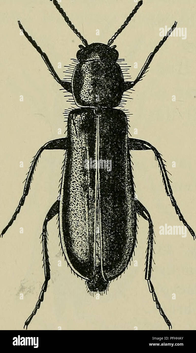 . Danmarks fauna; illustrerede haandbÃ¸ger over den danske dyreverden ...