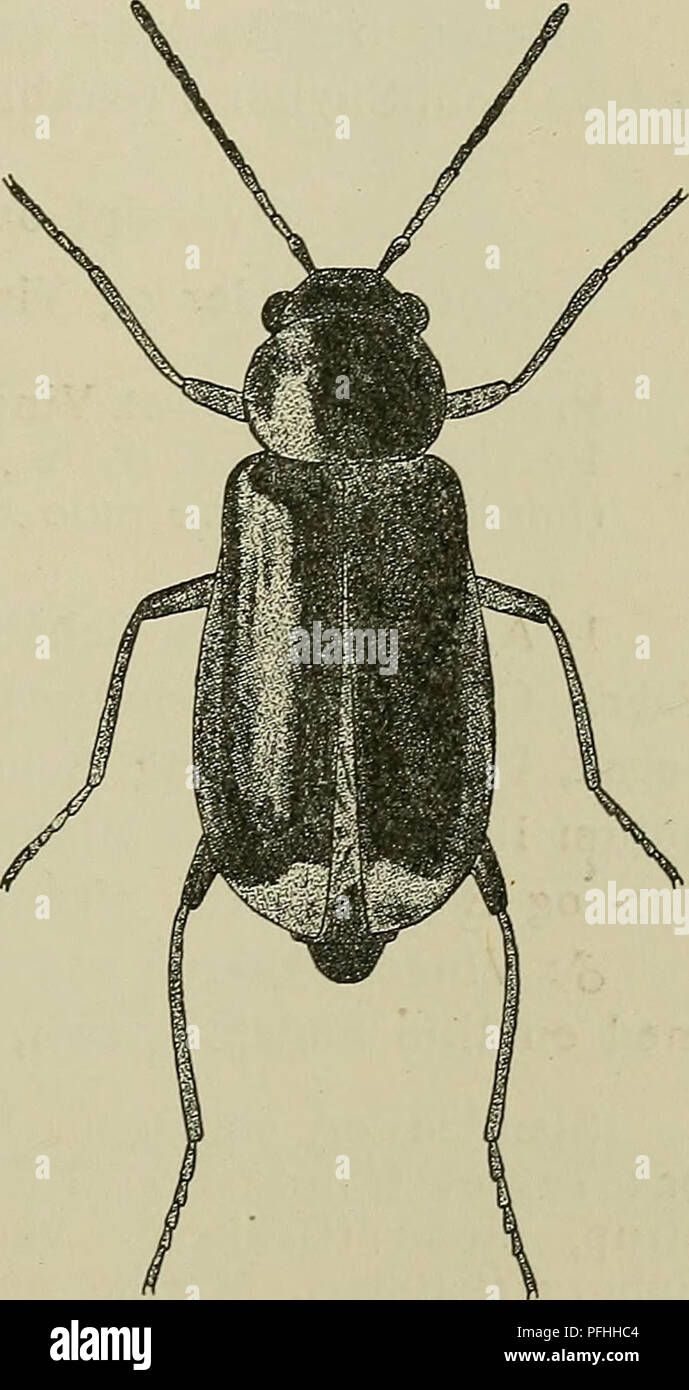This illustration from 'Danmarks fauna' shows a detailed depiction of a ...