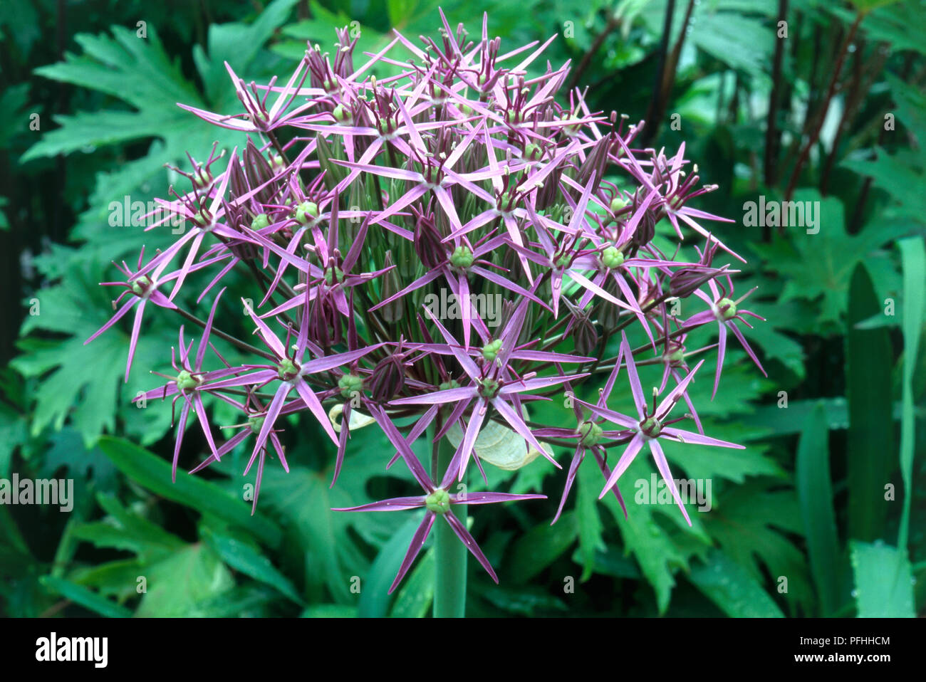 Allium cristophii (Star of Persia), purple flower head, close-up Stock ...
