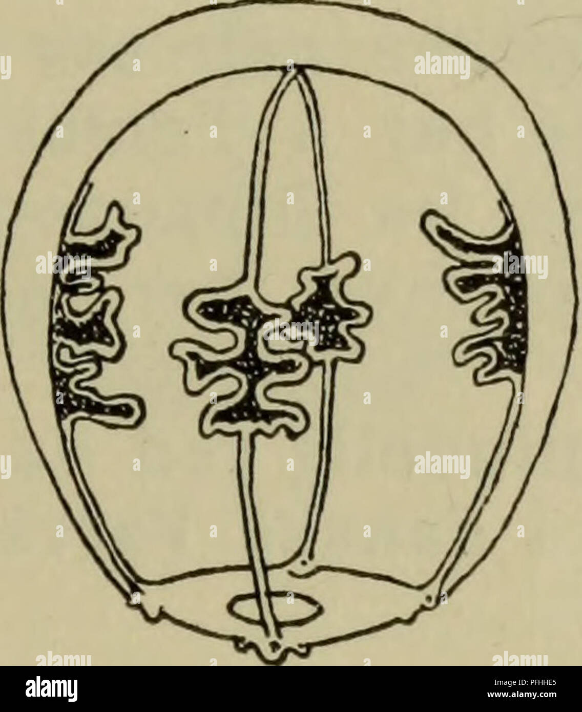 Laomedea hi-res stock photography and images - Alamy