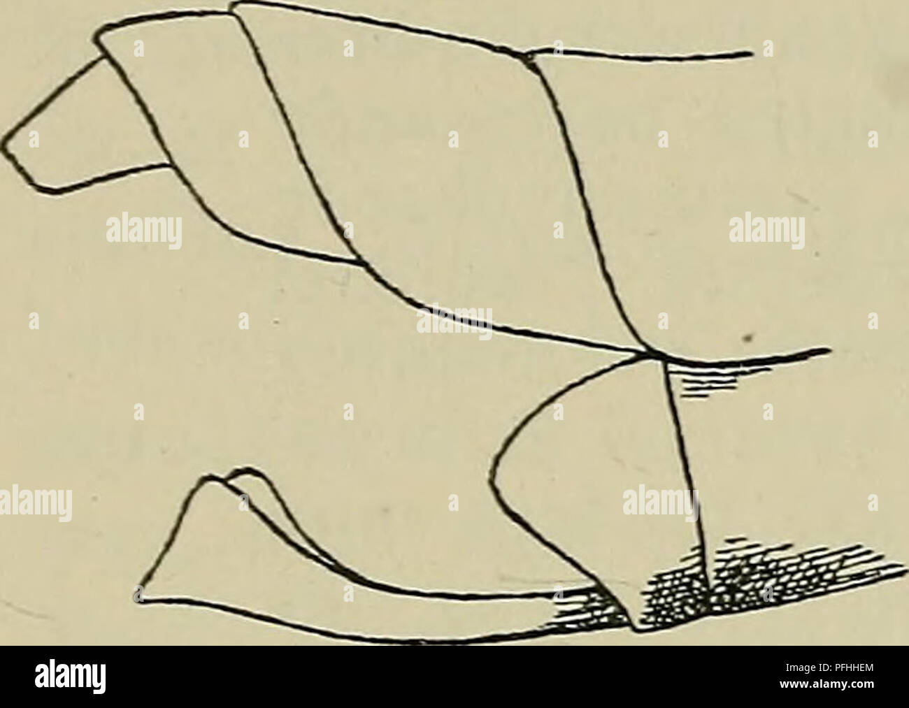 This illustrated guide to Denmark’s fauna details various animal ...