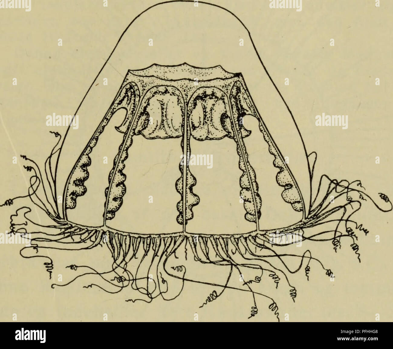 Melicertum octocostatum hi-res stock photography and images - Alamy