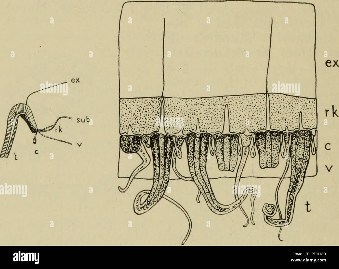 Hydromeduser hi-res stock photography and images - Alamy