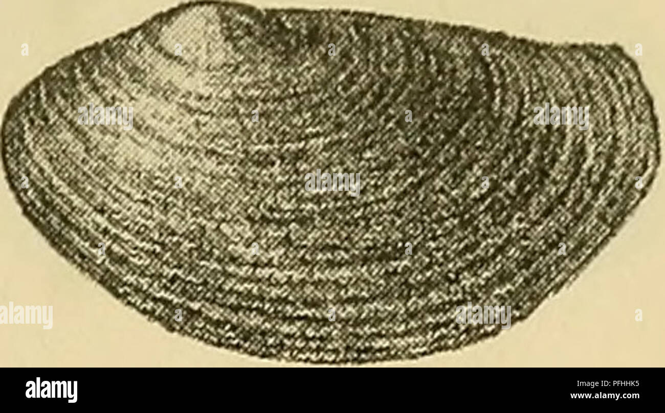 'Danmarks Fauna' details the mollusk species Pandora kennerlia ...