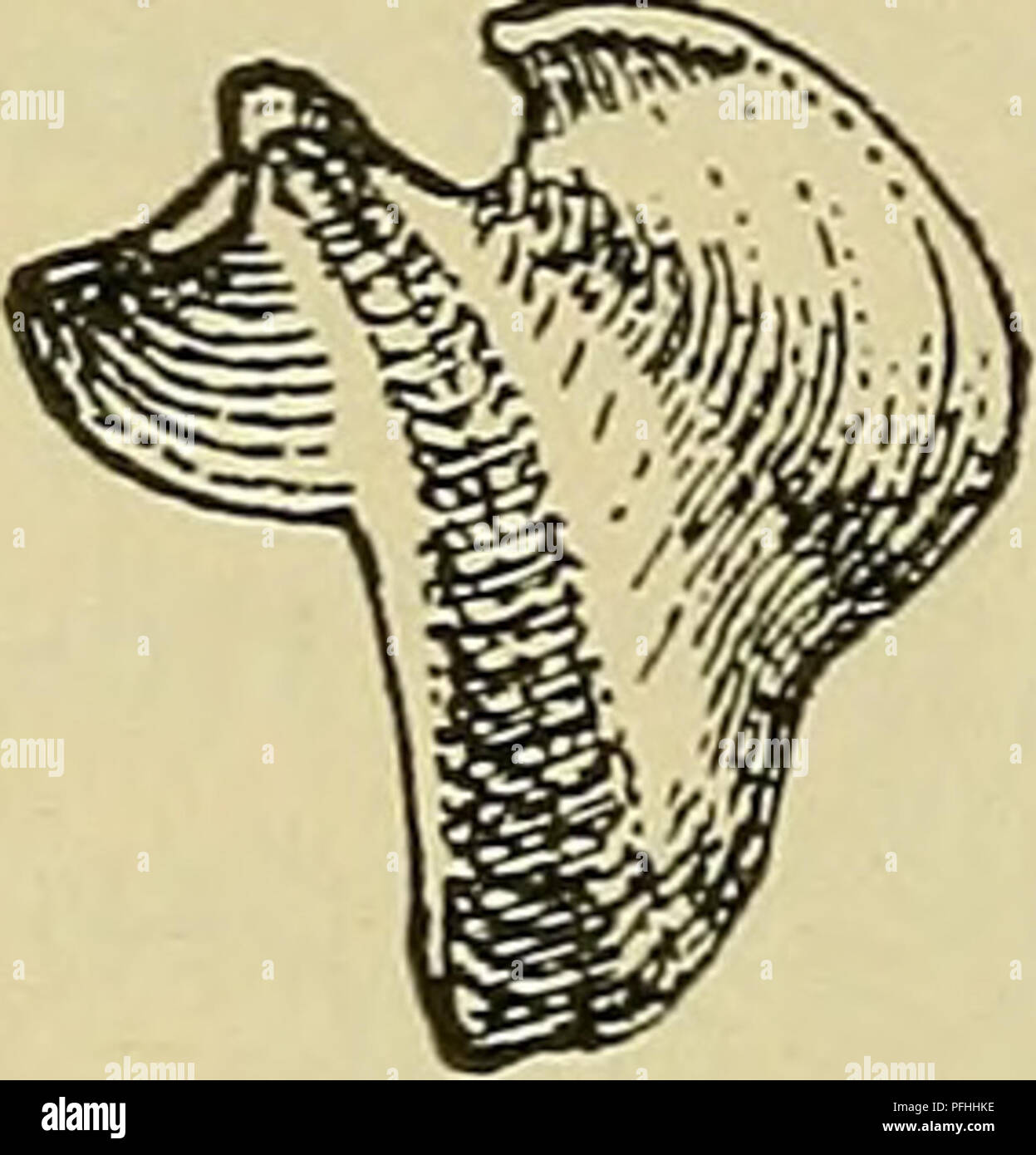 An illustrated guide to the fauna of Denmark, detailing species such as ...