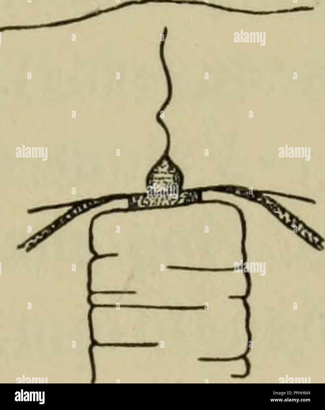 This entry from *Danmarks fauna* describes the fauna of Denmark ...
