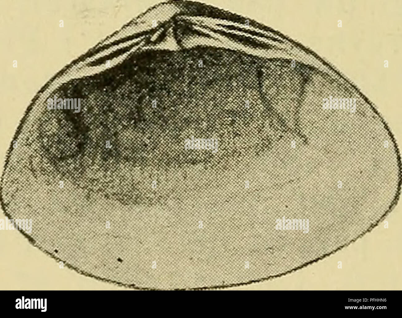 This book describes the species of Danish fauna, including the mollusk ...