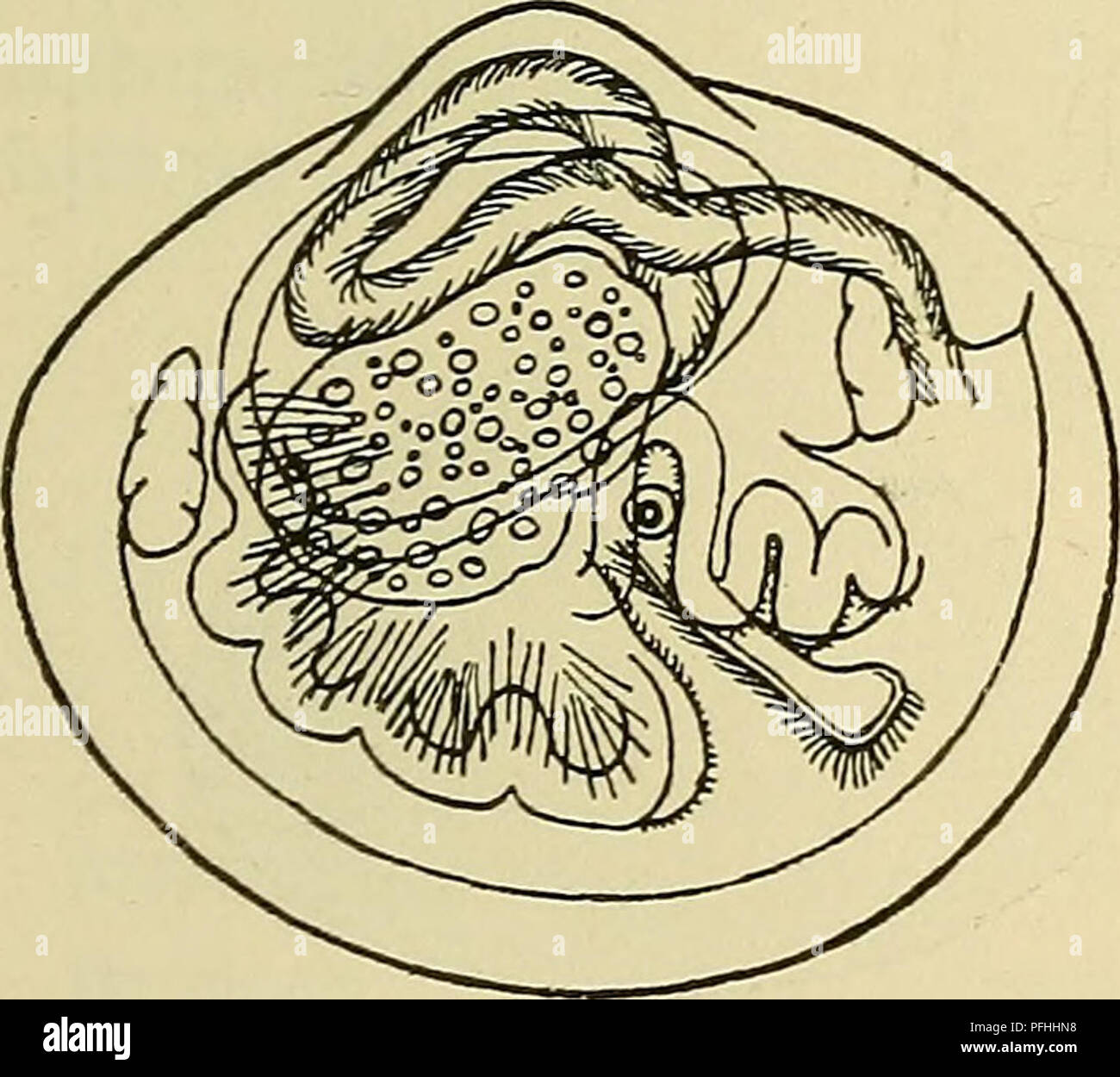 This illustration from 'Danmarks Fauna' depicts the species Spisula ...