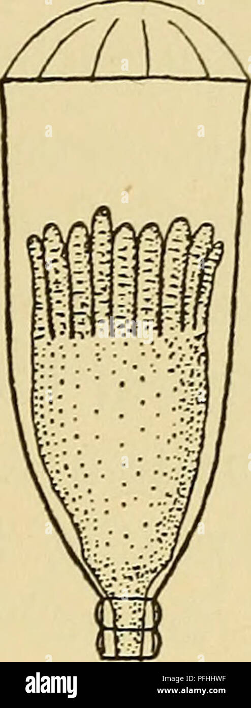 This Danish fauna guide provides illustrated handbooks detailing the ...