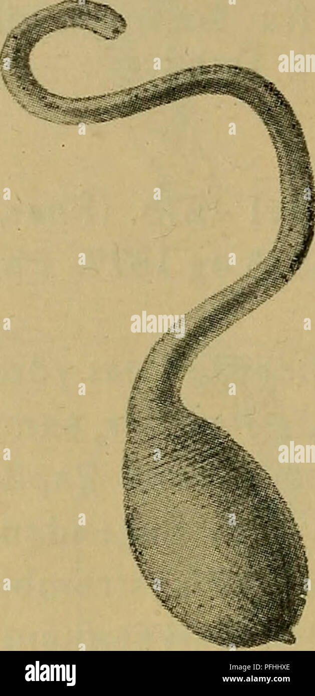 This entry from 'Danmarks fauna' describes the Danish fauna's ...
