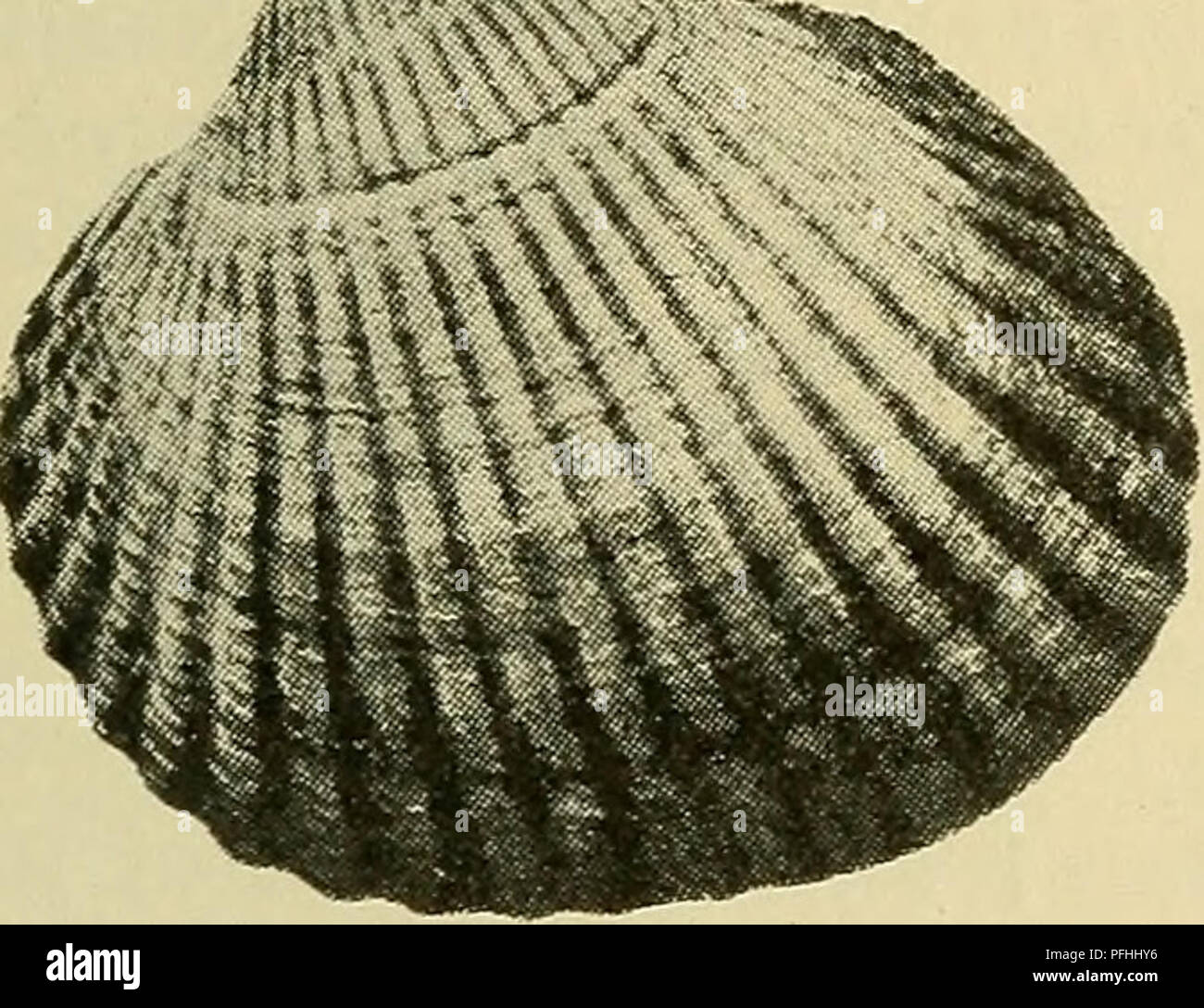 This detailed description of Danish fauna focuses on species of Cardium ...