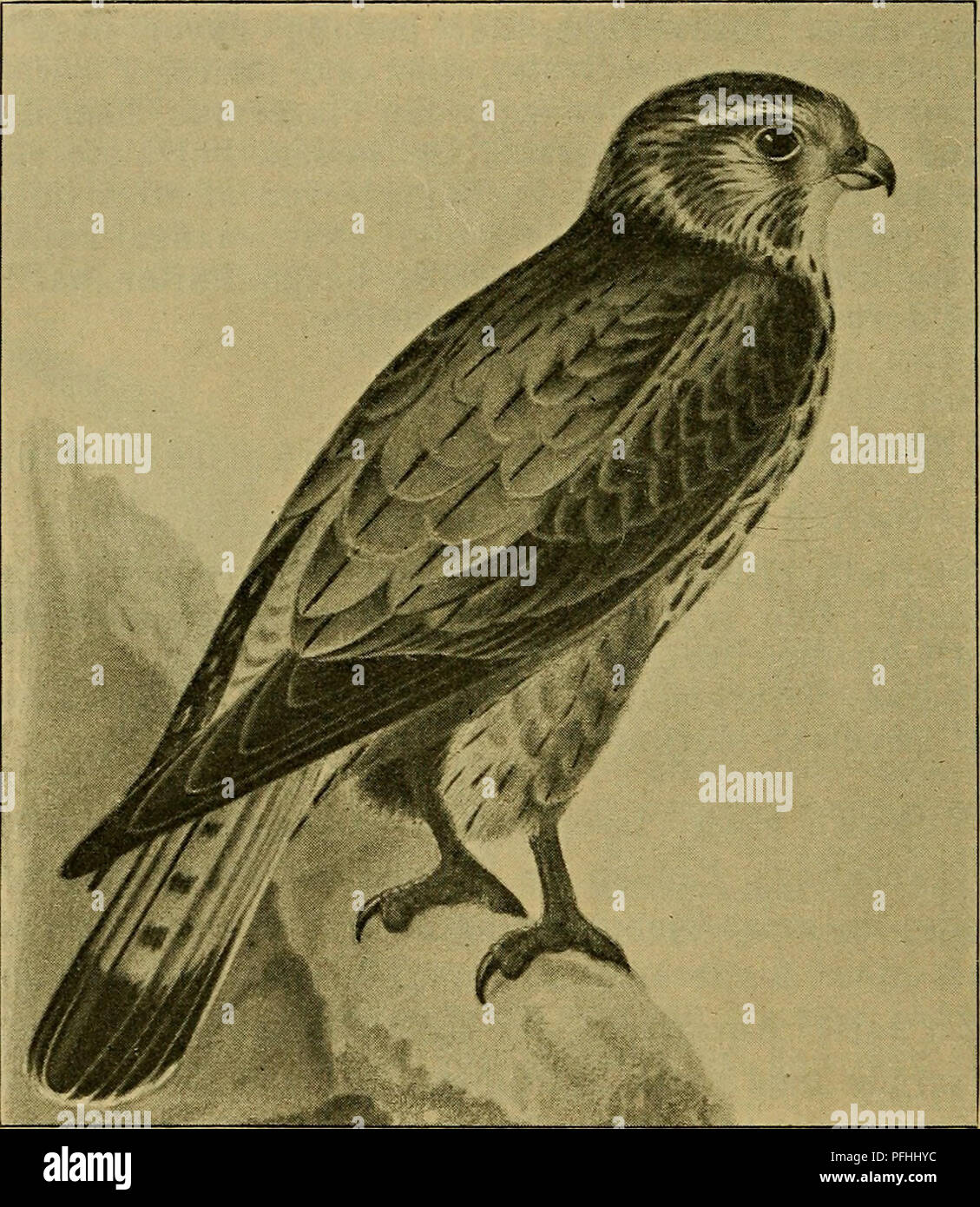 This section of Danmarks fauna describes the physical characteristics ...