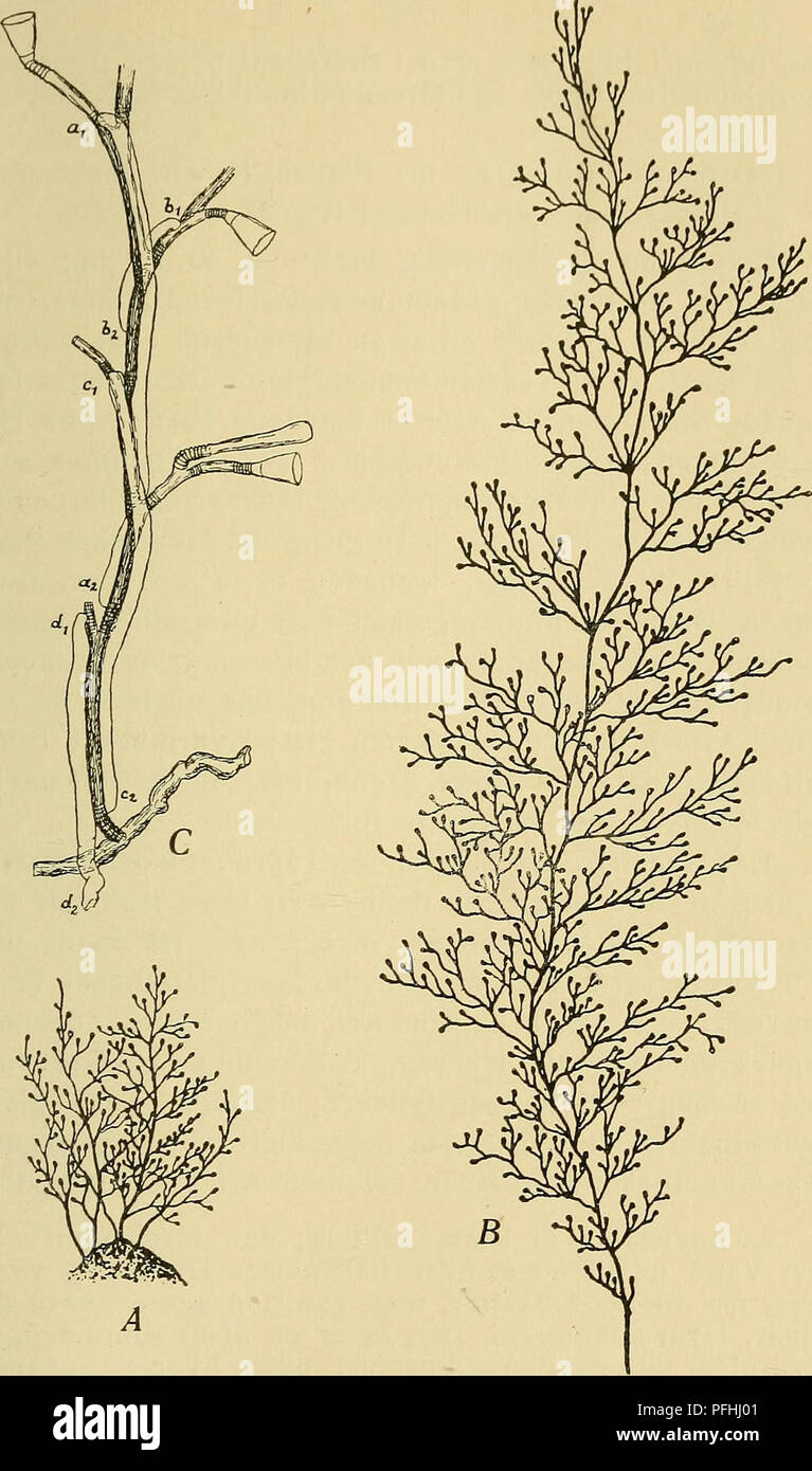 This work illustrates various species found in Denmark, focusing on ...