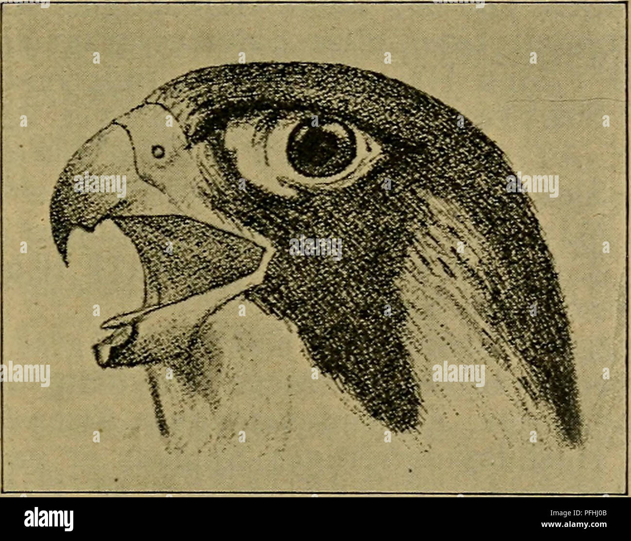 Illustration of a Falcon head, showcasing key physical traits like long ...