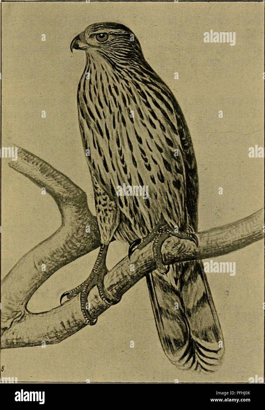 *Danmarks fauna* is an illustrated guide to the animal species of ...