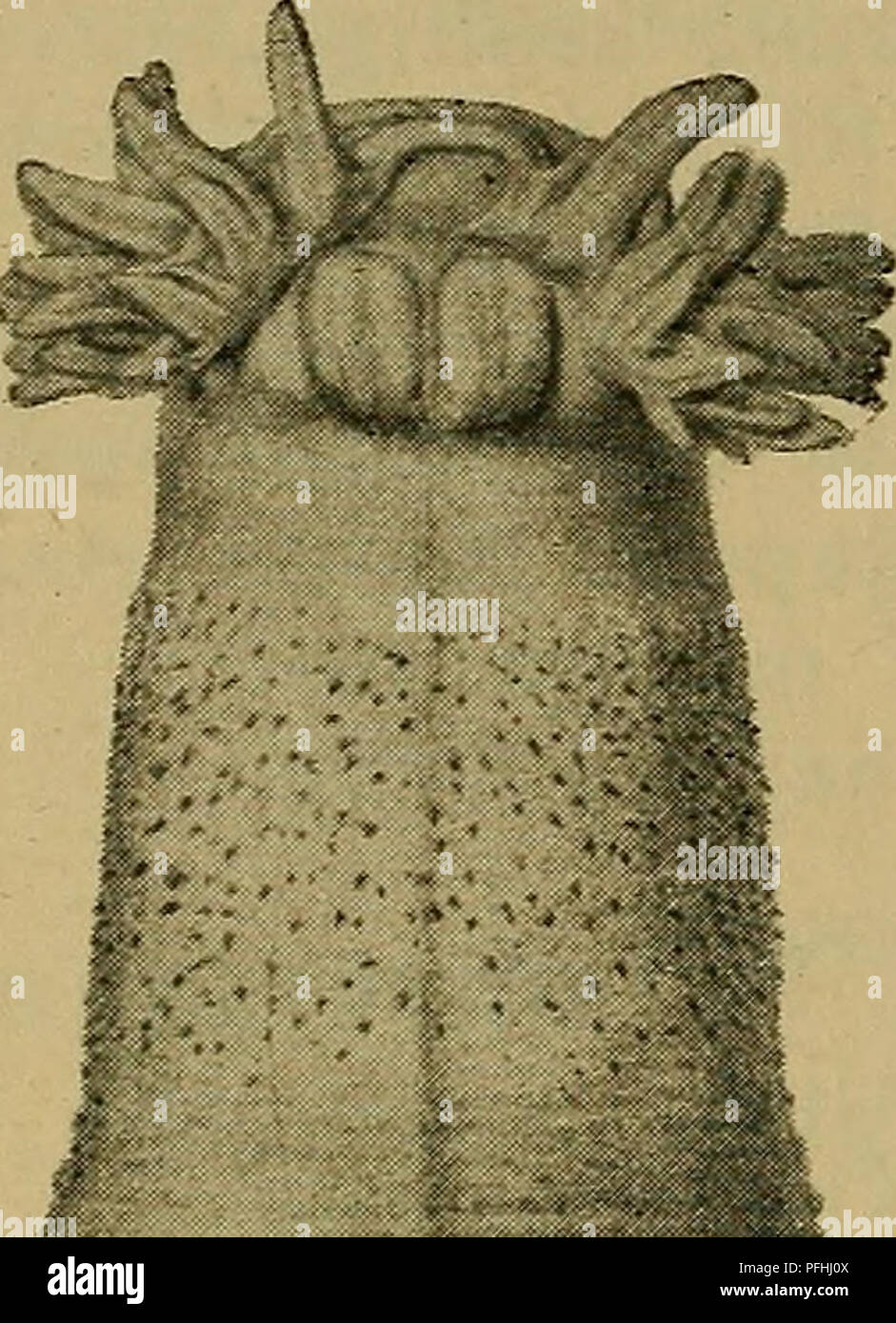 A Danish zoological handbook series illustrating and describing Denmark ...