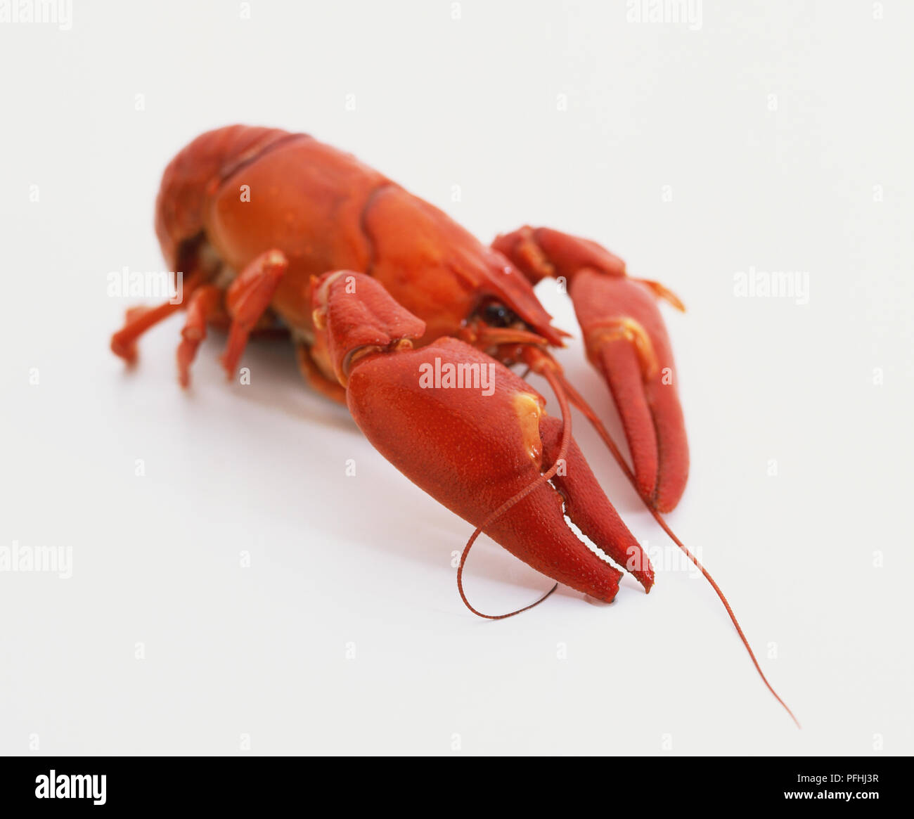 Fresh Lobster, close up Stock Photo - Alamy