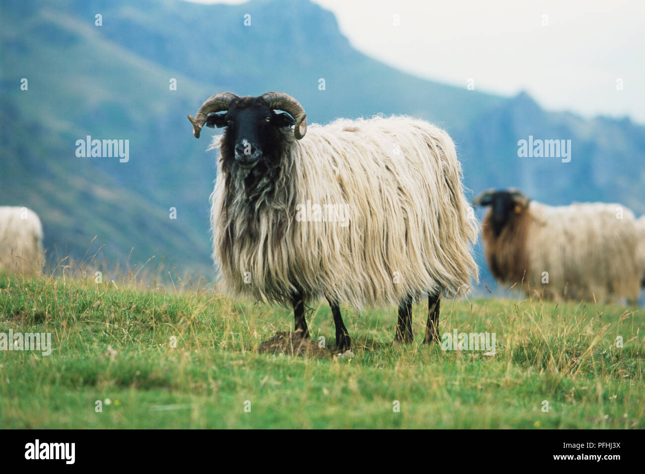 Herd of mountain Sheep (caprinae), front view Stock Photo - Alamy