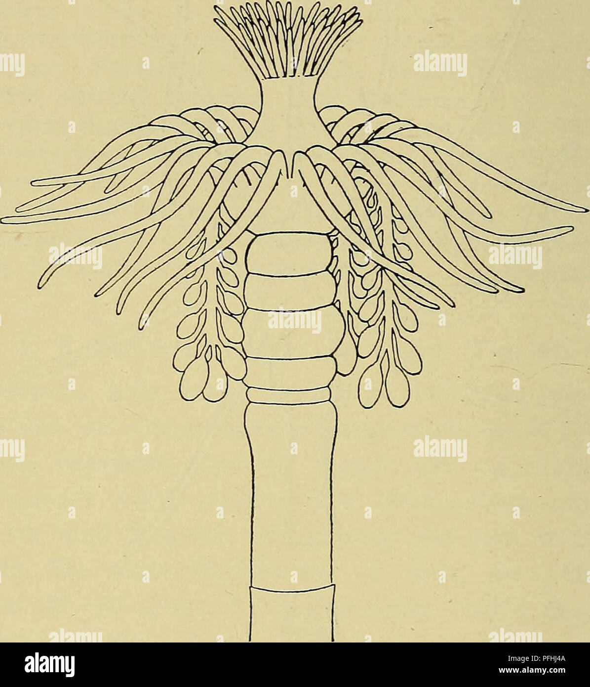 Tubularia coronata hi-res stock photography and images - Alamy