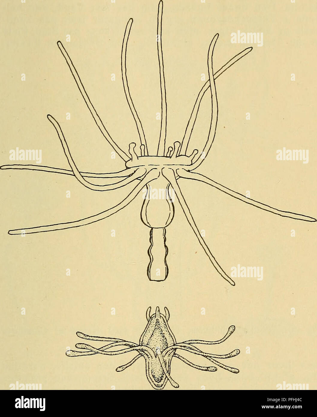 Illustrates the species Tubularia larynx, showing the free-swimming ...