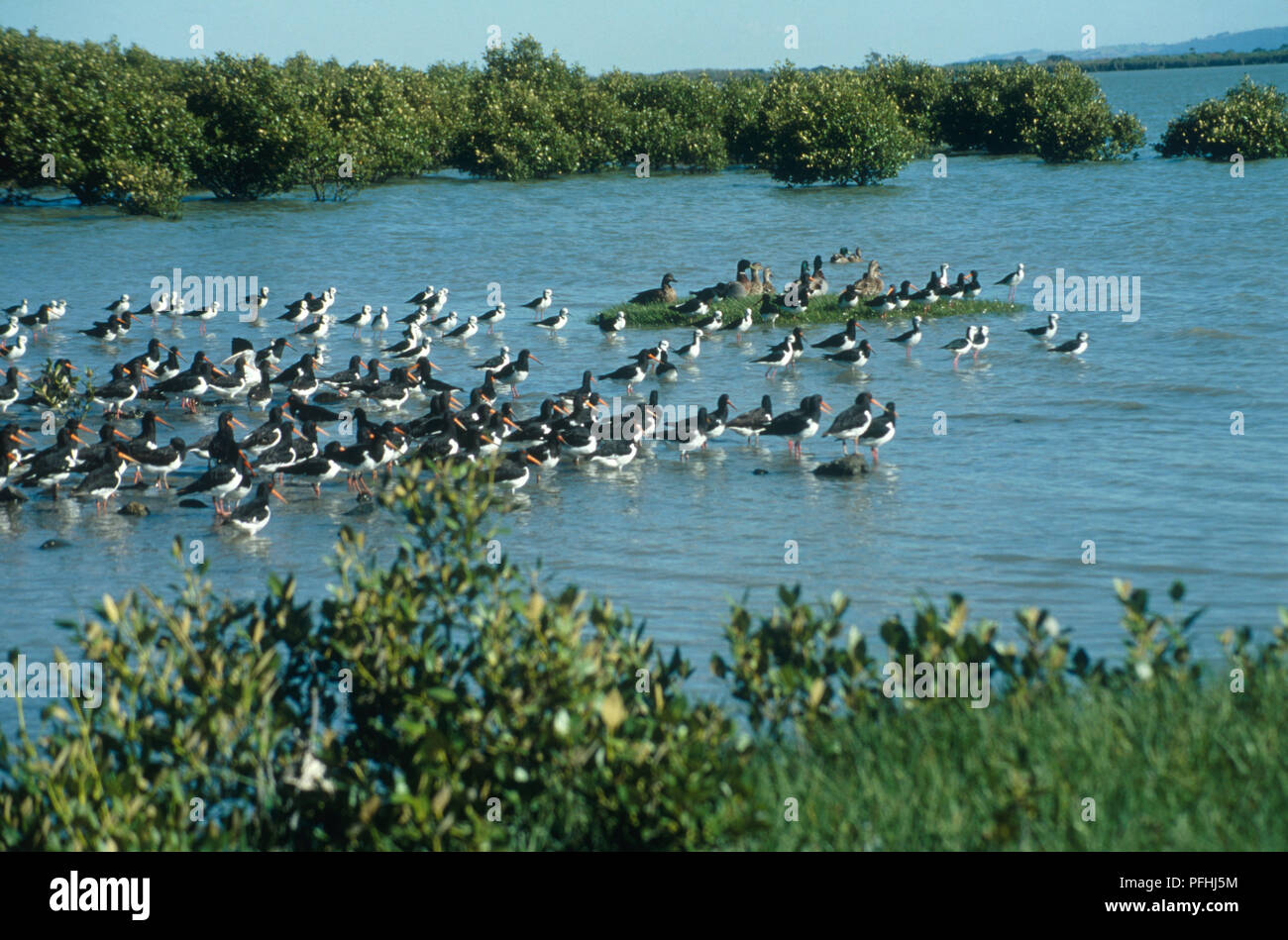 New Zealand, North Island, Firth of Thames, Karaka Bird Hide, wading ...