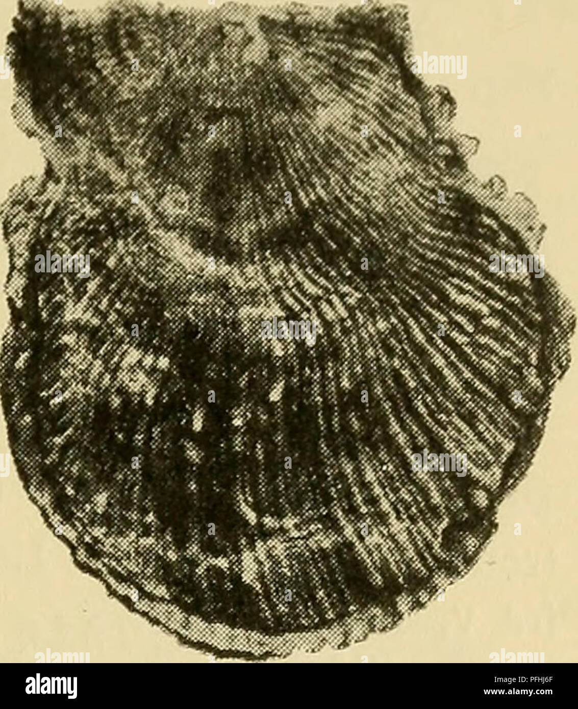 This illustration from 'Danmark's Fauna' shows two distinct forms of ...
