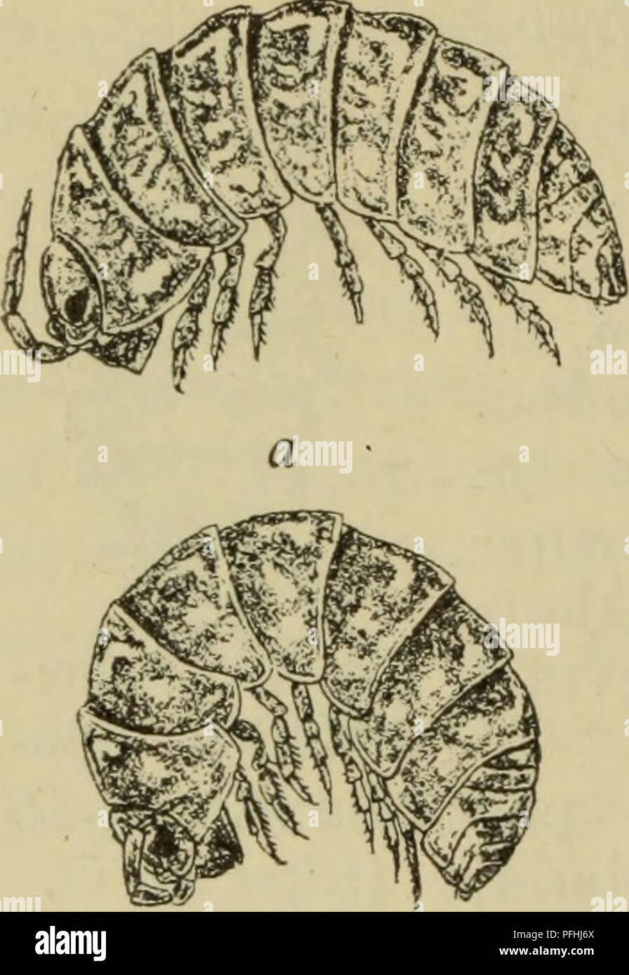 . Danmarks fauna; illustrerede haandbøger over den danske dyreverden ...