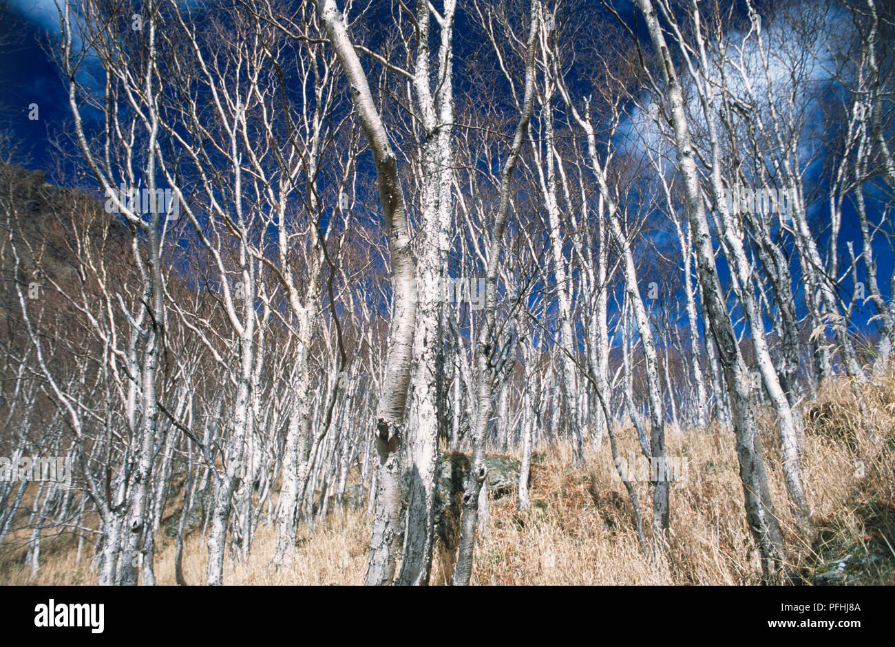 Changbai shan ever white mountains hi-res stock photography and images ...