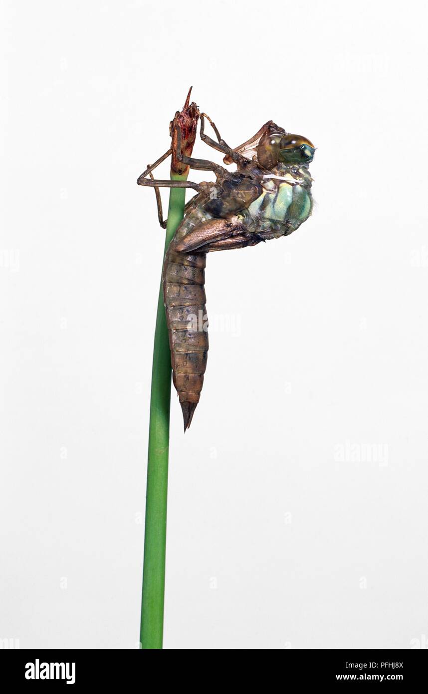 Southern hawker dragonfly (Aeshna cyanea) emerging from nymph skin ...