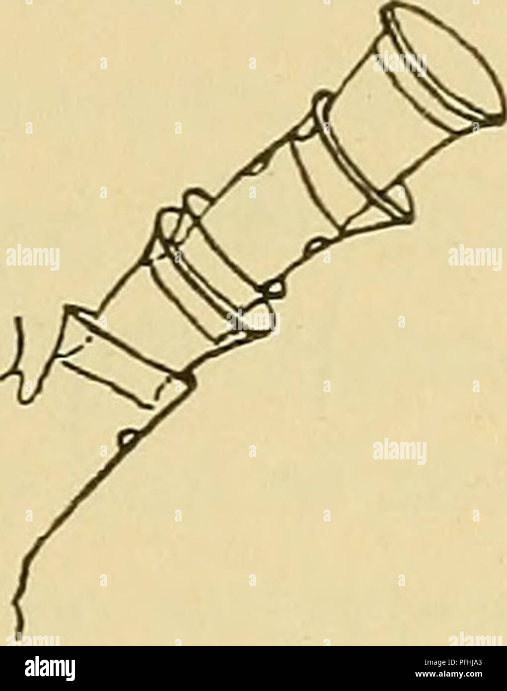 This illustrated guide to Denmark's fauna presents detailed ...