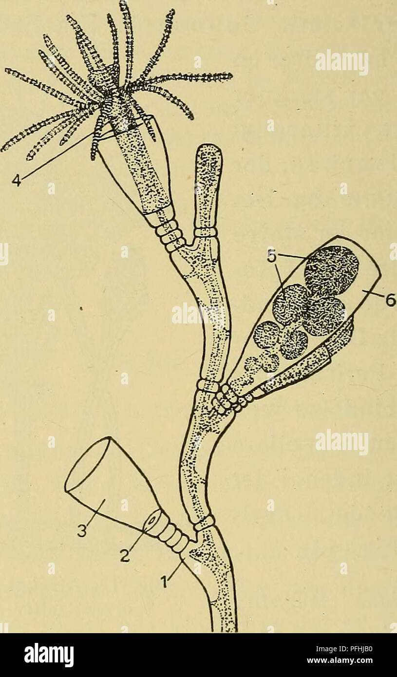 This Danish work on the fauna of Denmark offers an illustrated guide to ...