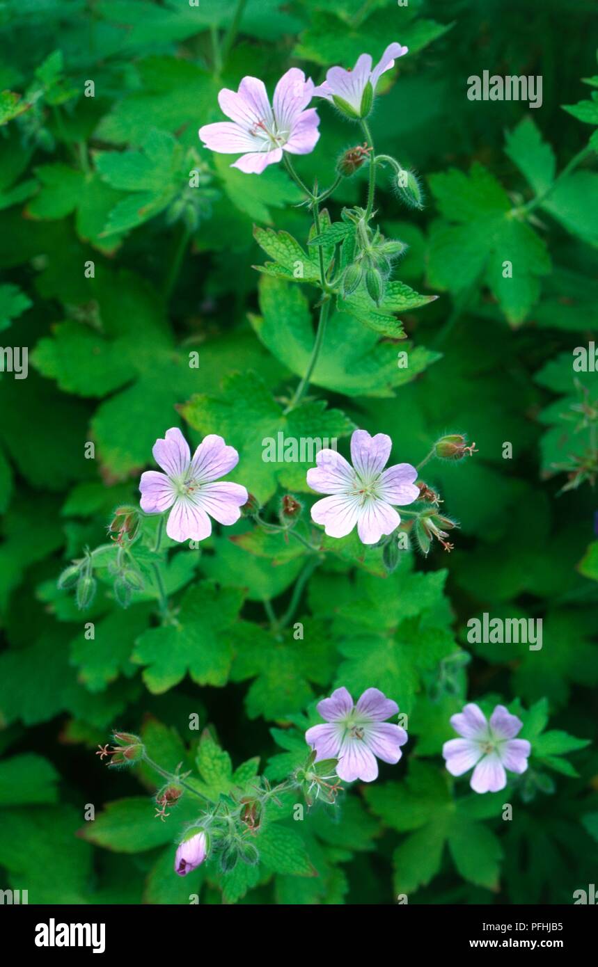 Pale purple leaves hi-res stock photography and images - Alamy