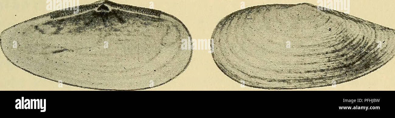 . Danmarks fauna; illustrerede haandbøger over den danske dyreverden ...