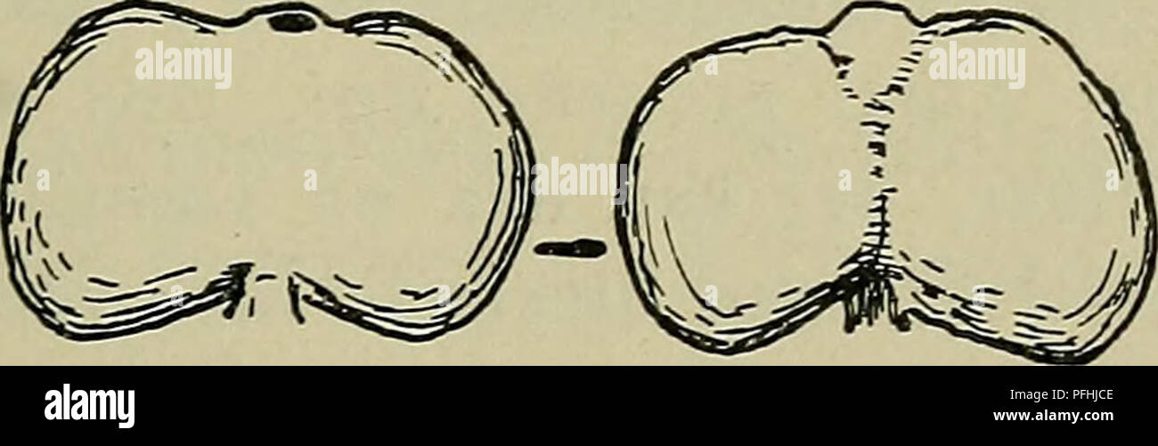 . Danmarks fauna; illustrerede haandbøger over den danske dyreverden ...