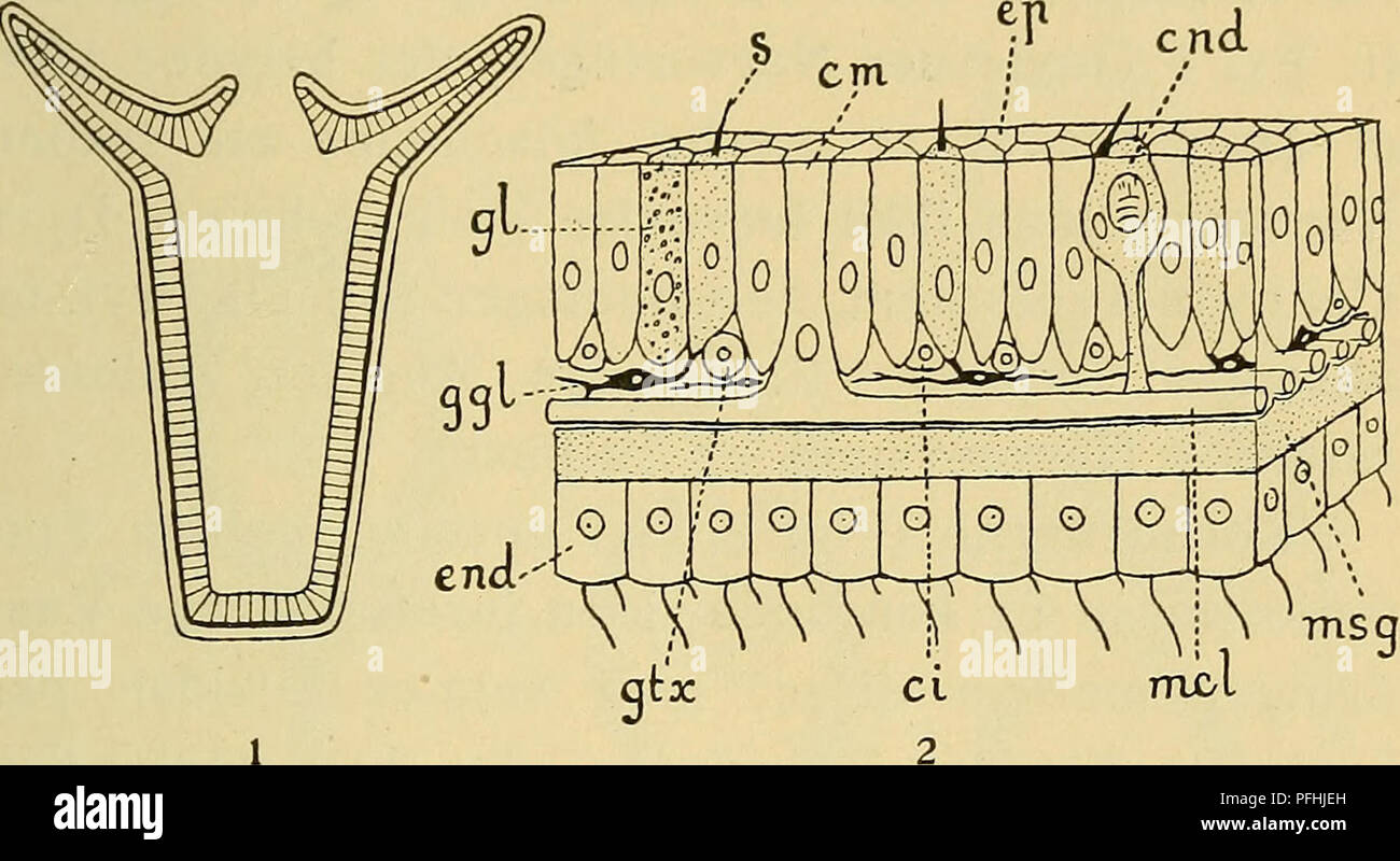 The image shows anatomical illustrations of various types of muscle and ...