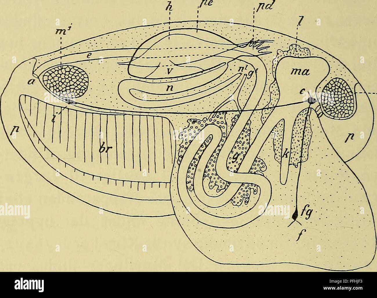 . Danmarks fauna; illustrerede haandbøger over den danske dyreverden ...