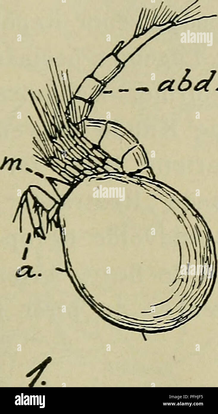 This illustration from 'Danmarks fauna' shows a detailed depiction of a ...