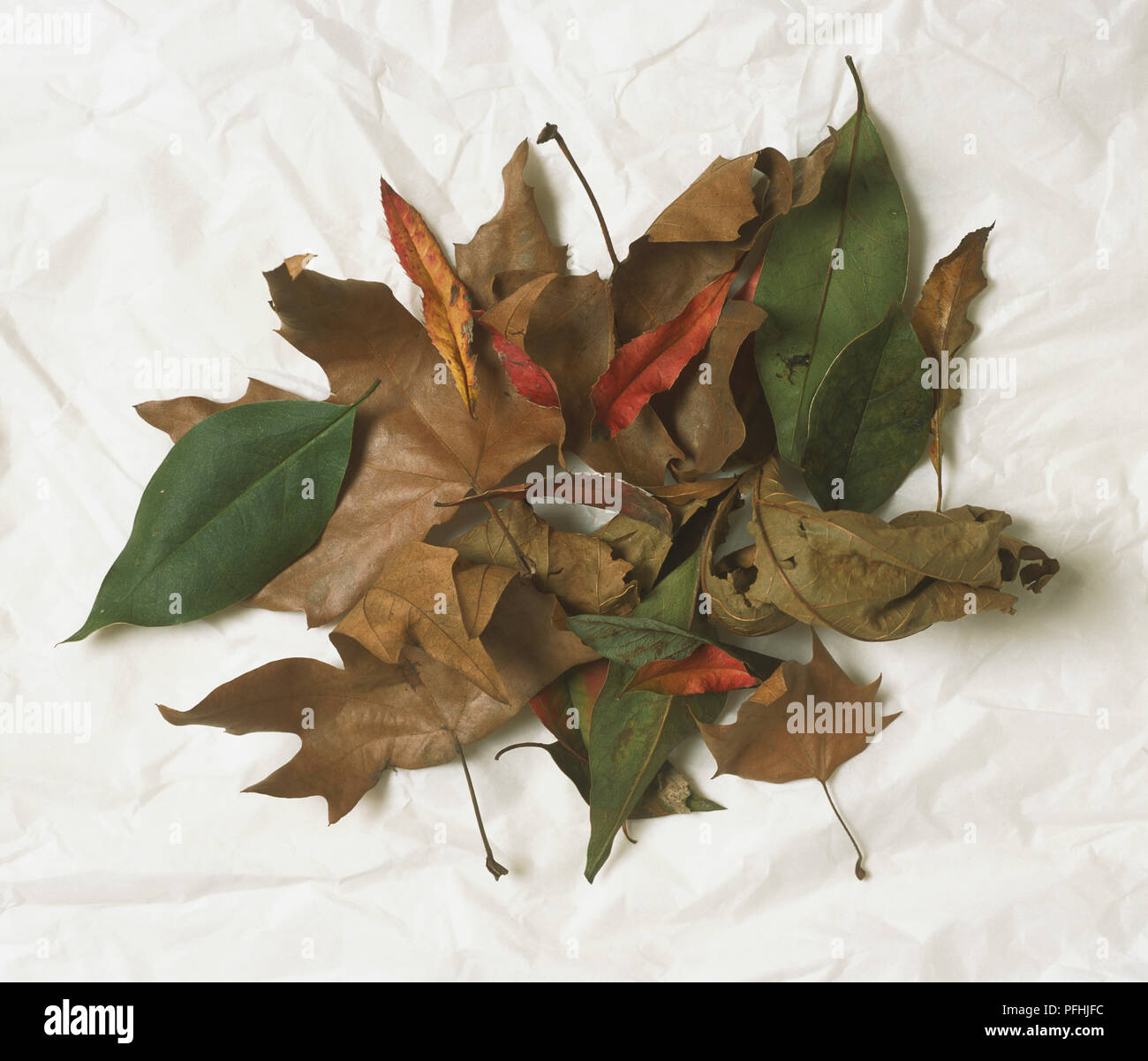 Pile of damp leaves Stock Photo - Alamy