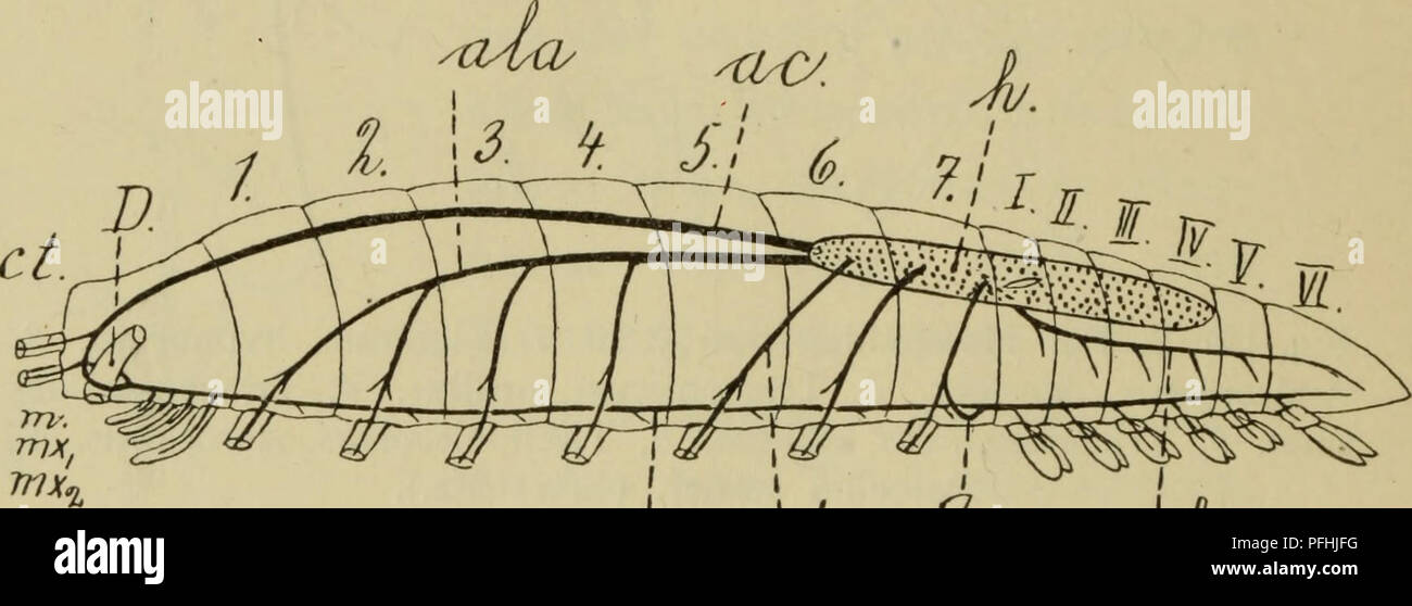 This Danish work illustrates the detailed anatomy of various arthropods ...