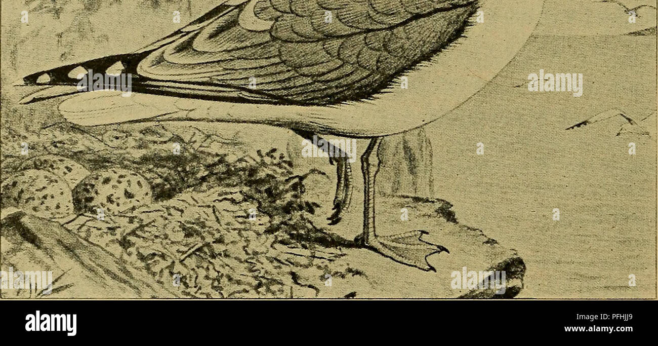 This illustration is a detailed description of the herring gull (Larus ...