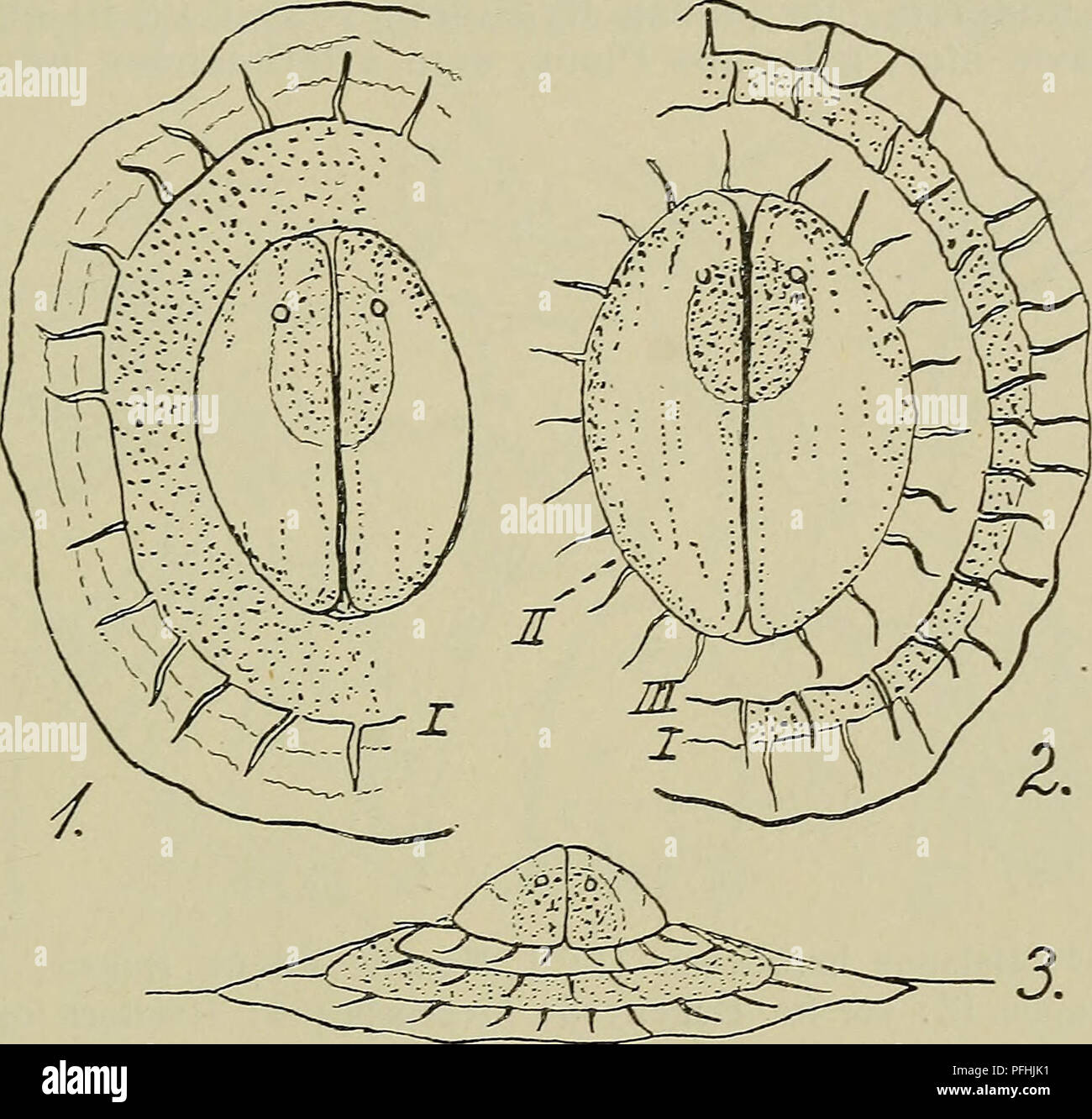 Illustrated guide to Danish fauna, focusing on barnacles and other ...