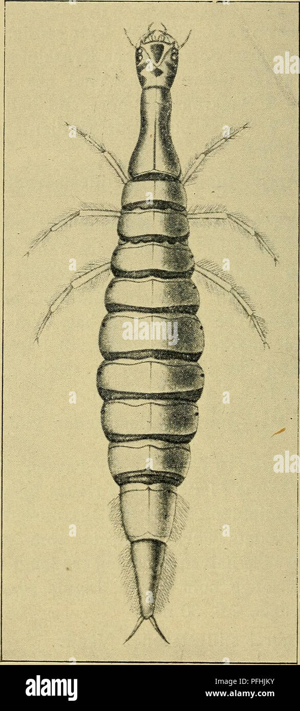 An illustrated guide to the fauna of Denmark, showcasing various ...