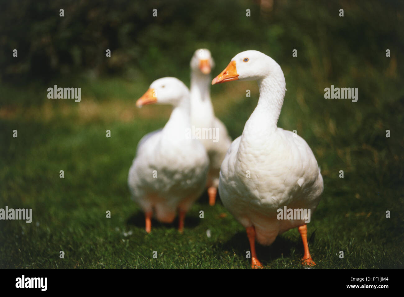 Three white ducks hi-res stock photography and images - Alamy